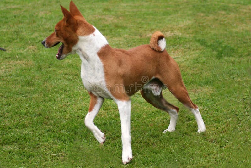 Basenji hunting dog stock image. Image of athletic, affectionate - 10652765