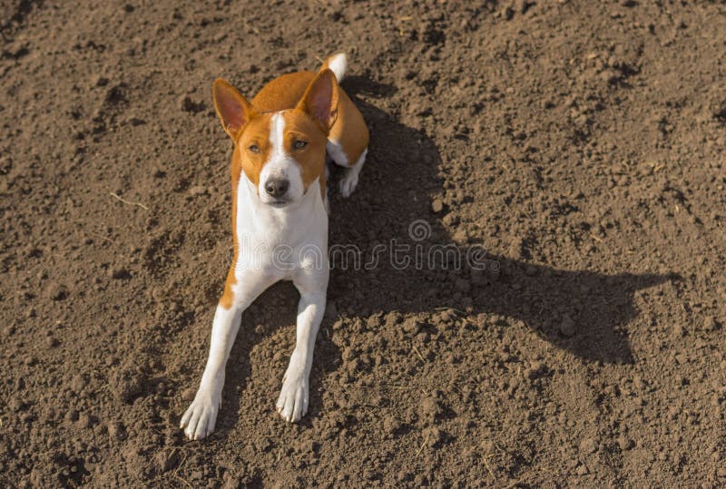 Basenji is Warming Itself by Lying on the Black Soil Under First Spring ...