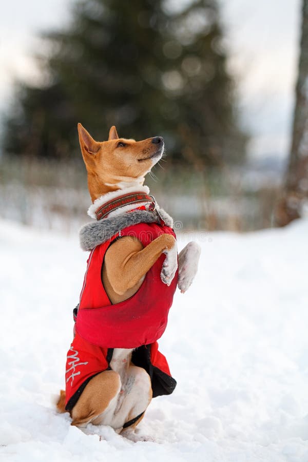 Basenjis dog stock image. Image of snow, basenjis, winter - 28565899