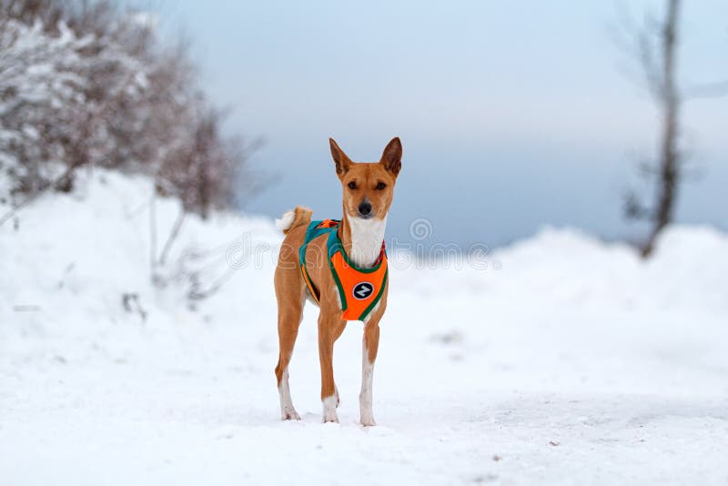 Basenjis dog in winter stock photo. Image of white, carnivoran - 28565424