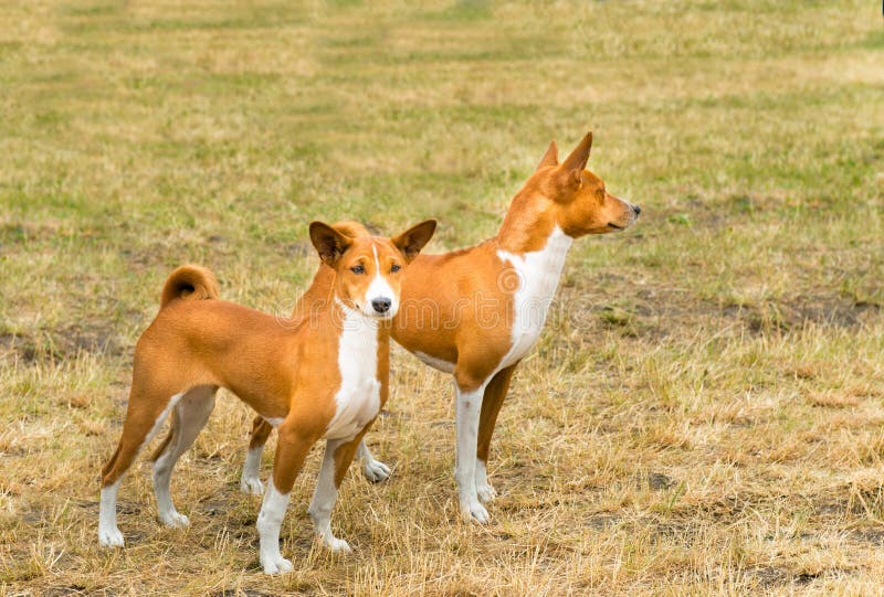 Basenjis dog stand stock photo. Image of nature, animal - 25872090