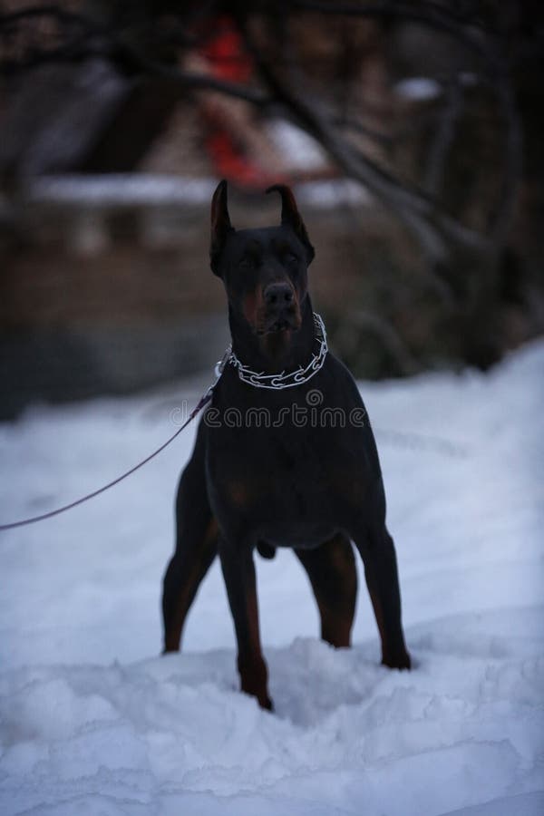 Basha the super doberman stock image. Image of breeder - 260341499