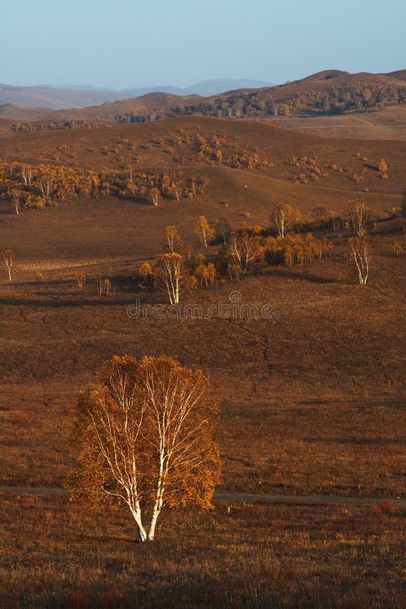 Bashang Grassland in Inter-Mongolia of China Stock Image - Image of ...