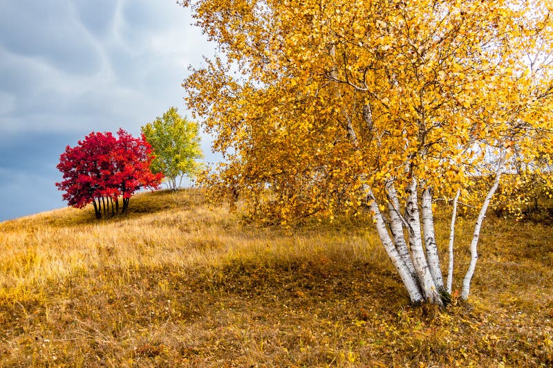 Bashang Plateau - Autumn Landscape Stock Image - Image of color ...