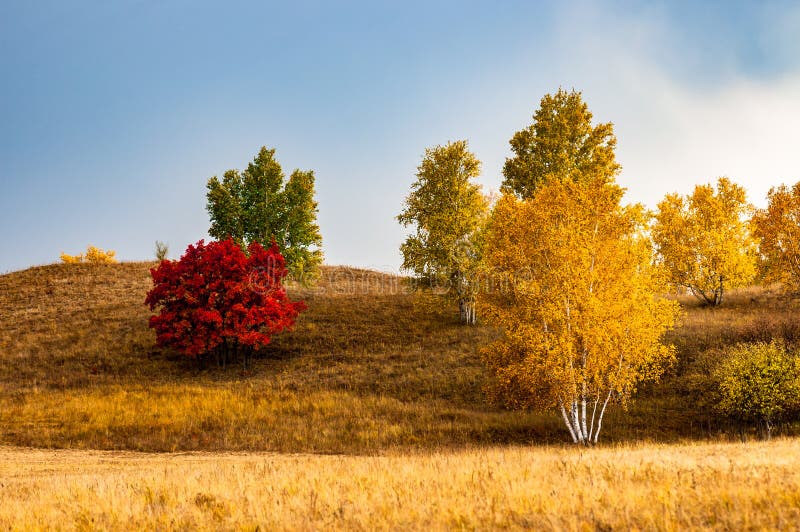 Bashang Grasslands. a Plateau at Hebei, China Stock Photo - Image of ...