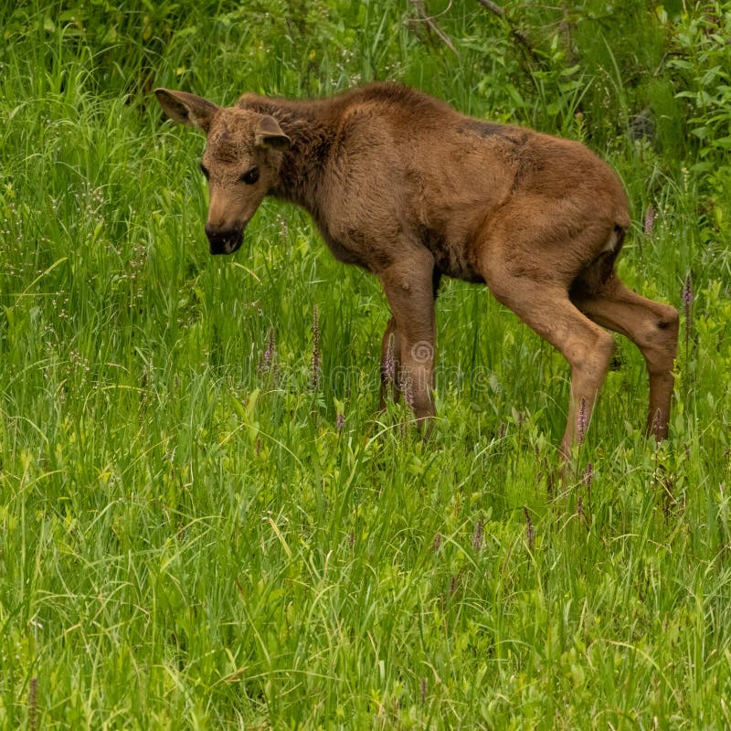 Bashful Baby Moose with Grassy Copy Space.dng Stock Image - Image of ...
