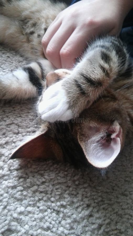 Bashful stock photo. Image of kitten, meow, paws, cute - 79980218