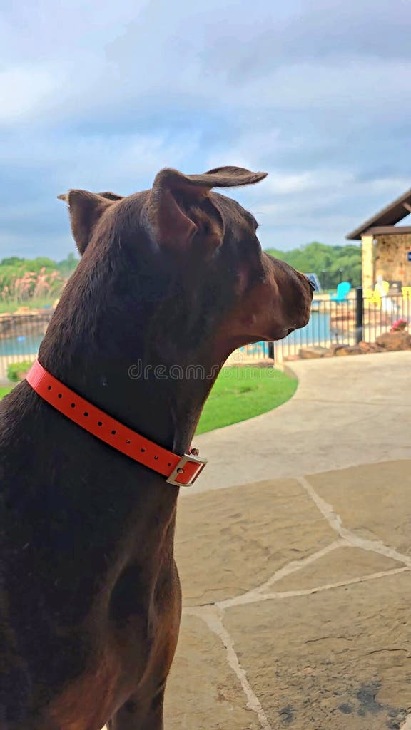 Bashful Dog Looks Away stock image. Image of bashful - 356798965