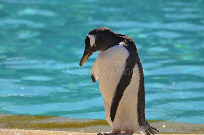 Gentoo Penguin Swimming Up To the Surface of the Water Stock Photo ...