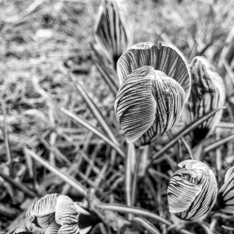 Bashful stock photo. Image of naturelover, flower, beautiful - 112120014