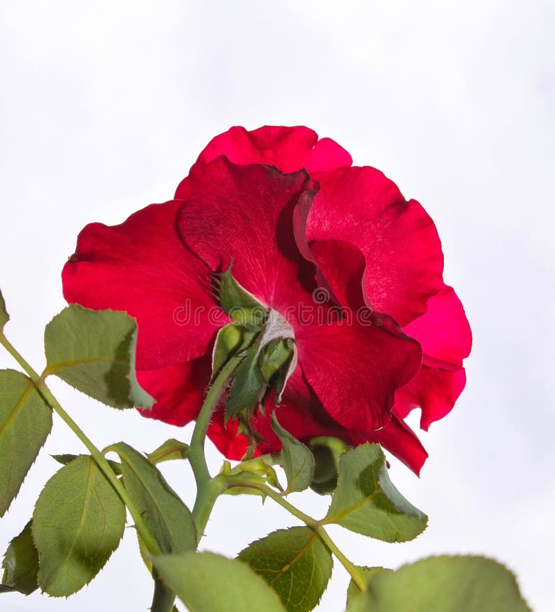 Bashful Rose - Isolated Red Rose Facing Away from Viewer with Green ...