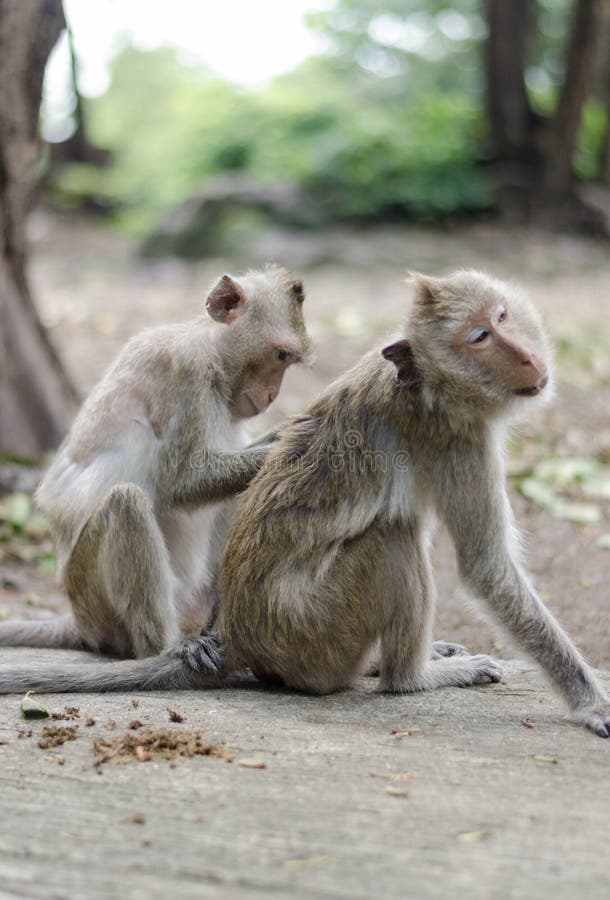 Basic activity of monkey stock photo. Image of animal - 40368254
