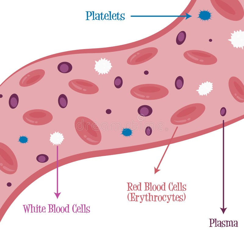 Blood Components Stock Illustrations – 323 Blood Components Stock ...