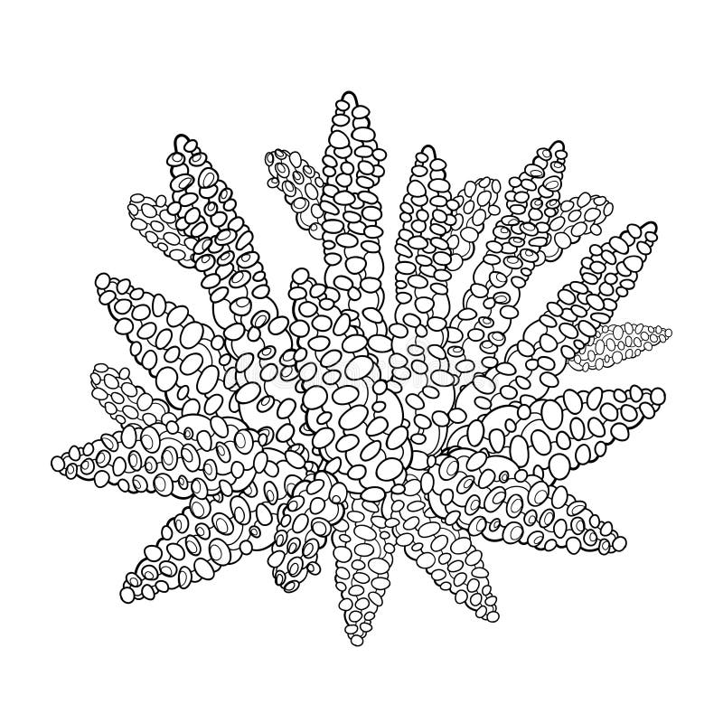 Coral Vector Tracing