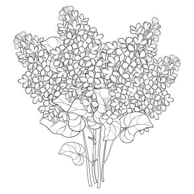 Outline Lilac Stock Illustrations – 8,548 Outline Lilac Stock ...