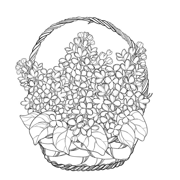 Outline Lilac Stock Illustrations – 8,548 Outline Lilac Stock ...