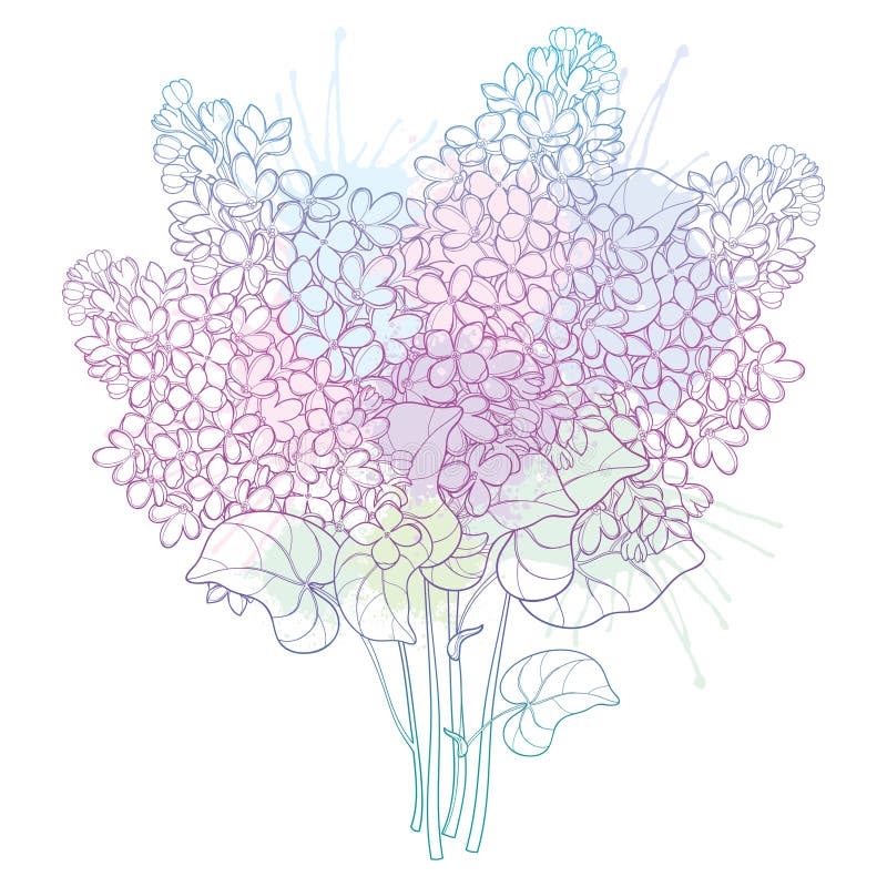 Syringa Bloom Stock Illustrations – 312 Syringa Bloom Stock ...