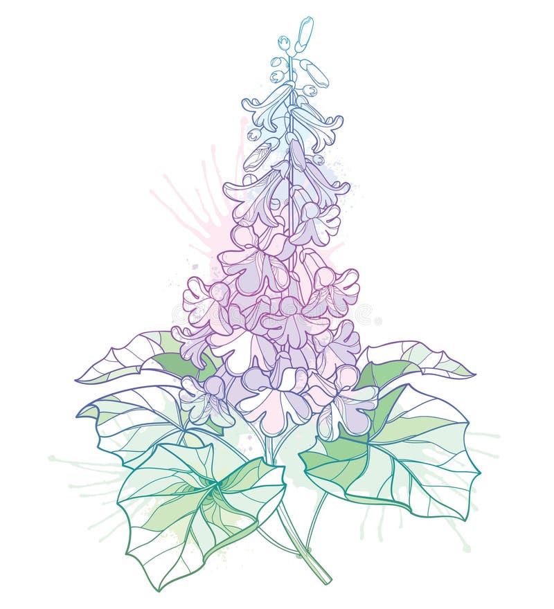 Vector Branch of Outline Paulownia Tomentosa or Princesstree or Kiri ...