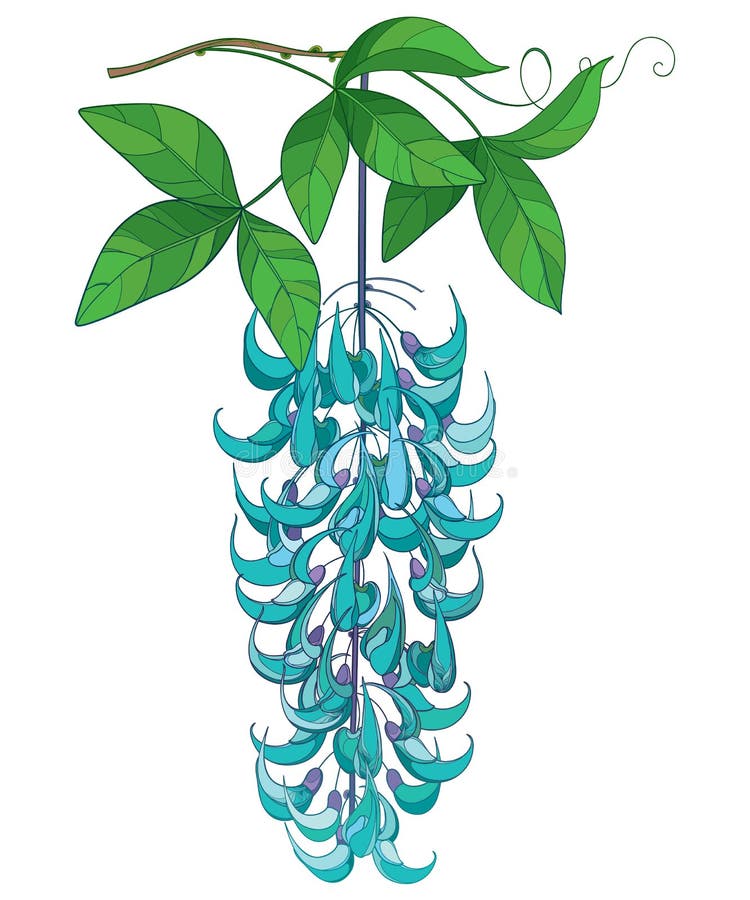 Jade Plant Background Stock Illustrations – 833 Jade Plant Background ...