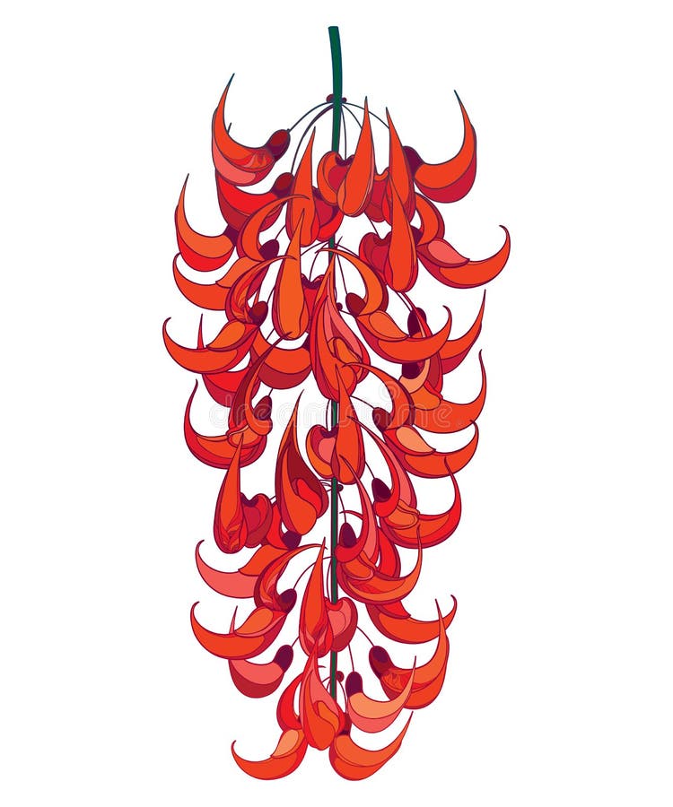 Guinea Flower Stock Illustrations – 411 Guinea Flower Stock ...