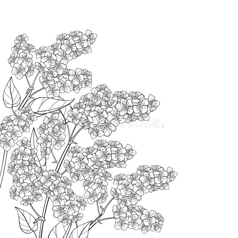 Vector Corner Branch with Outline Blossom Prunus Padus or Bird Cherry ...