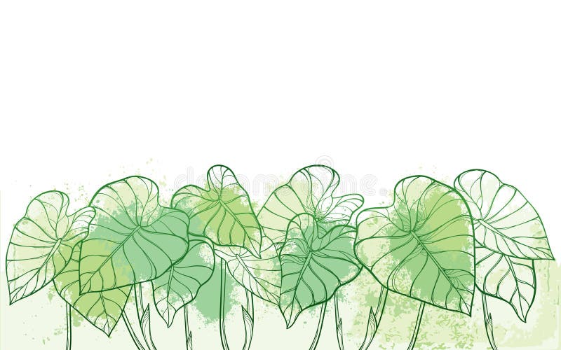 Taro Background Stock Illustrations – 722 Taro Background Stock ...