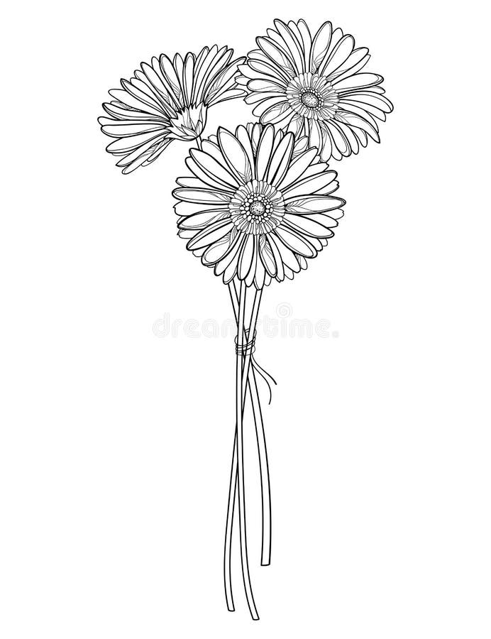 Gerber Daisy Drawing