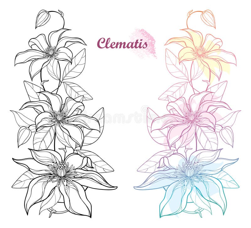 Vector Set of Vertical Bouquet with Outline Clematis or Traveller`s Joy ...