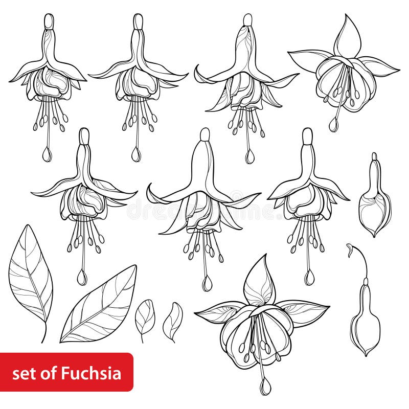 Fuschia Flower Drawing Fuchsia Flowers: Over 20,861 Royalty Free
