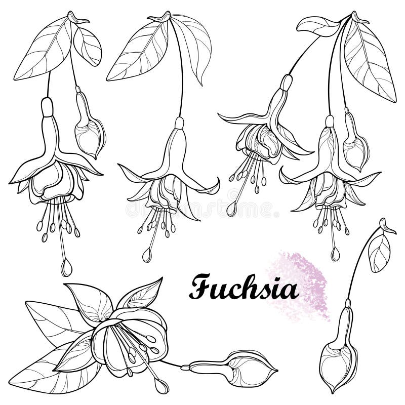 Vector Set with Outline Fuchsia Ornate Flower Bunch, Bud and Leaf in ...