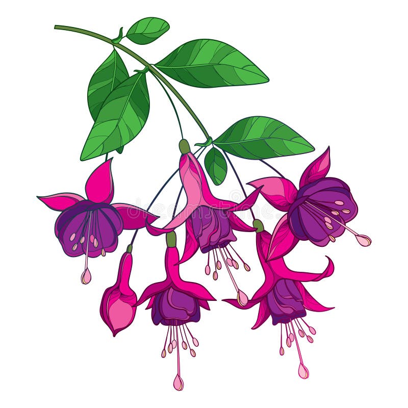 Outline Fuchsia Flower. Line Drawing Botanical Tropical Plant in a ...