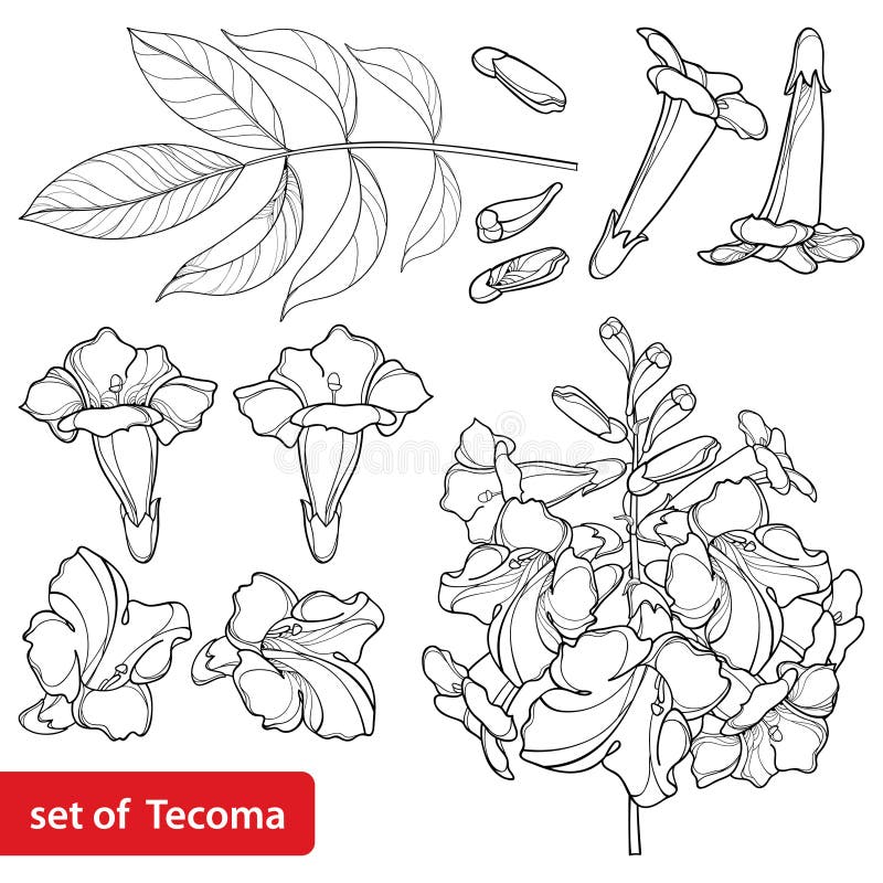 Bahamas Flower Stock Illustrations – 149 Bahamas Flower Stock ...