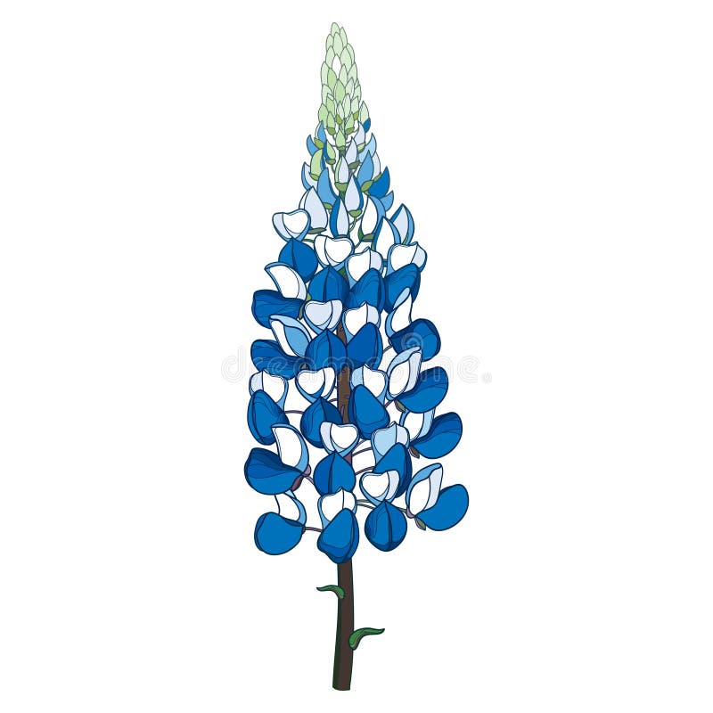 Bluebonnet Clip Art Free Bluebonnet Stock Vector Illustration And