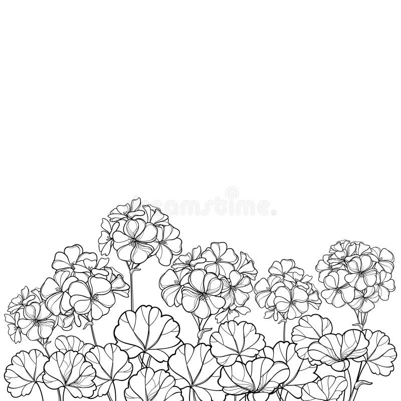 Geranium Flower Graphic Black White Isolated Sketch Illustration Stock ...