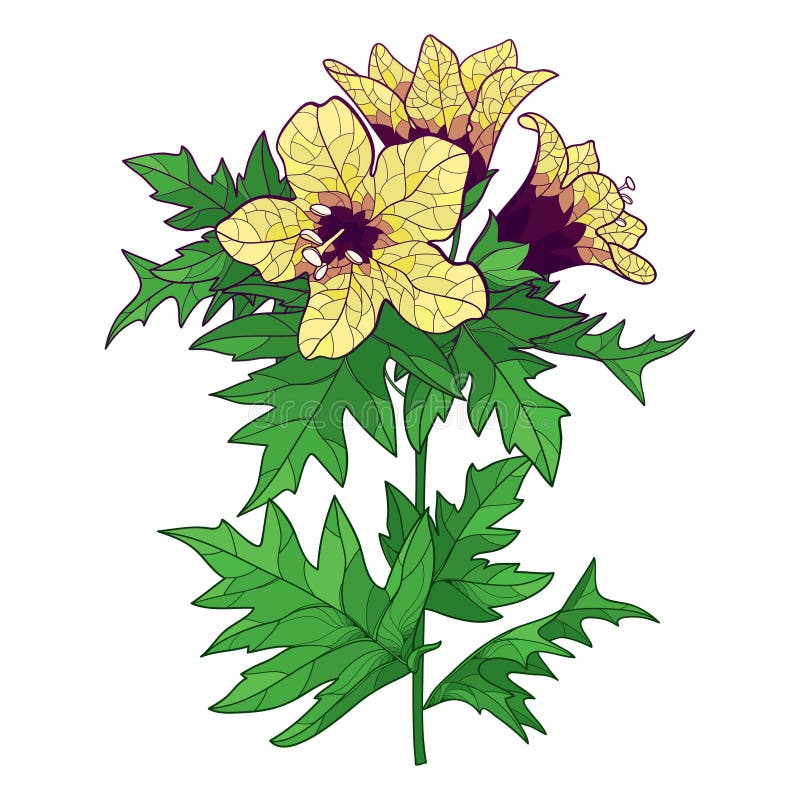 Vector Stem of Outline Toxic Hyoscyamus Niger or Henbane or Stinking ...