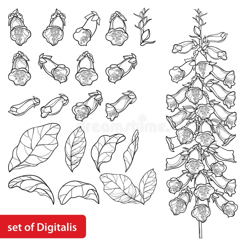 Digitalis Purpurea Drawing