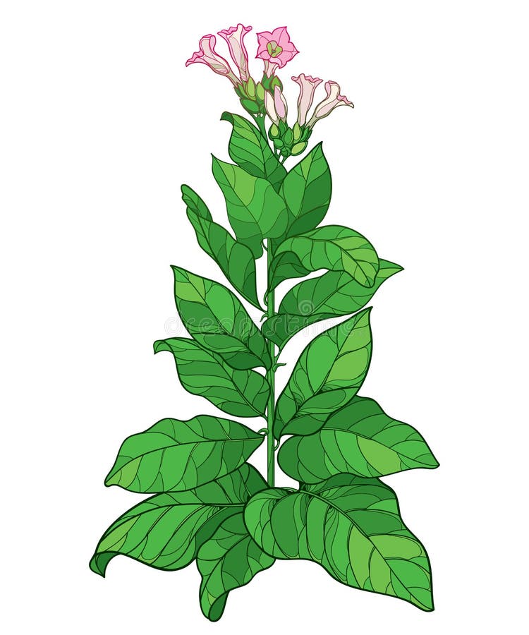 Tobacco Leaf Stock Illustrations – 2,913 Tobacco Leaf Stock ...