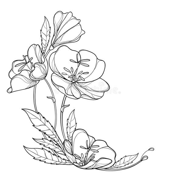 Primrose Outline Stock Illustrations – 428 Primrose Outline Stock ...