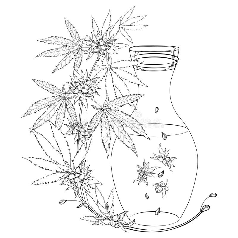 Vector Outline Cannabis Sativa or Cannabis Indica or Marijuana Bunch ...
