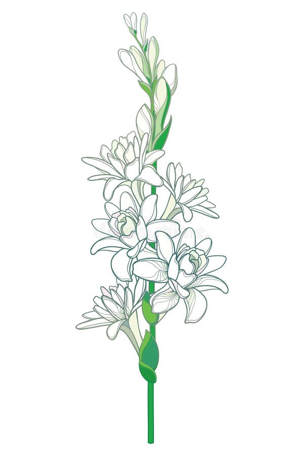 Tuberose Stock Illustrations – 1,070 Tuberose Stock Illustrations ...