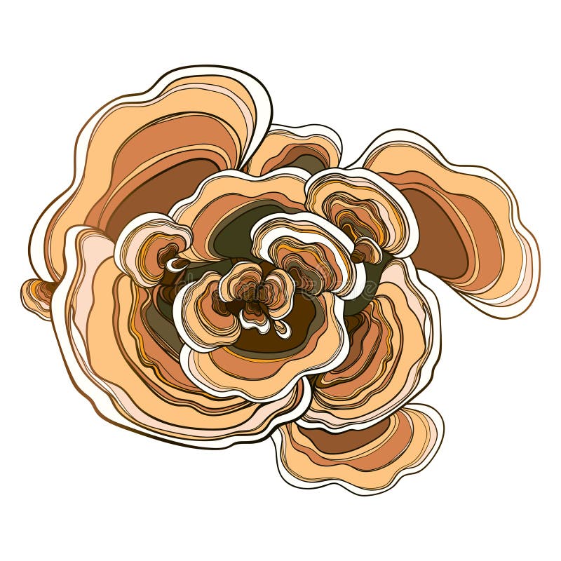 Vector Bunch with Outline Trametes or Coriolus Versicolor or Turkey ...