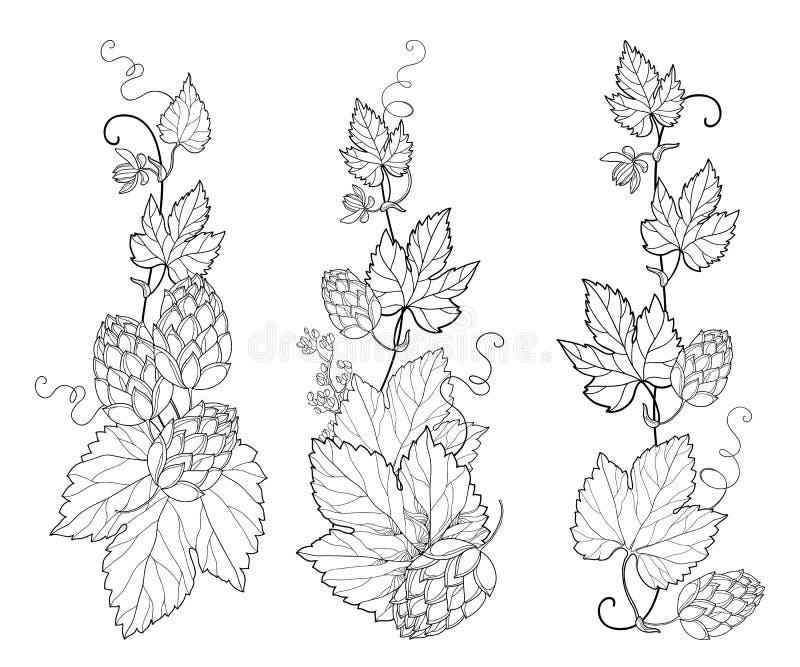 Vector Set with Vertical Bunch of Outline Hop with Leaf, Cones and ...