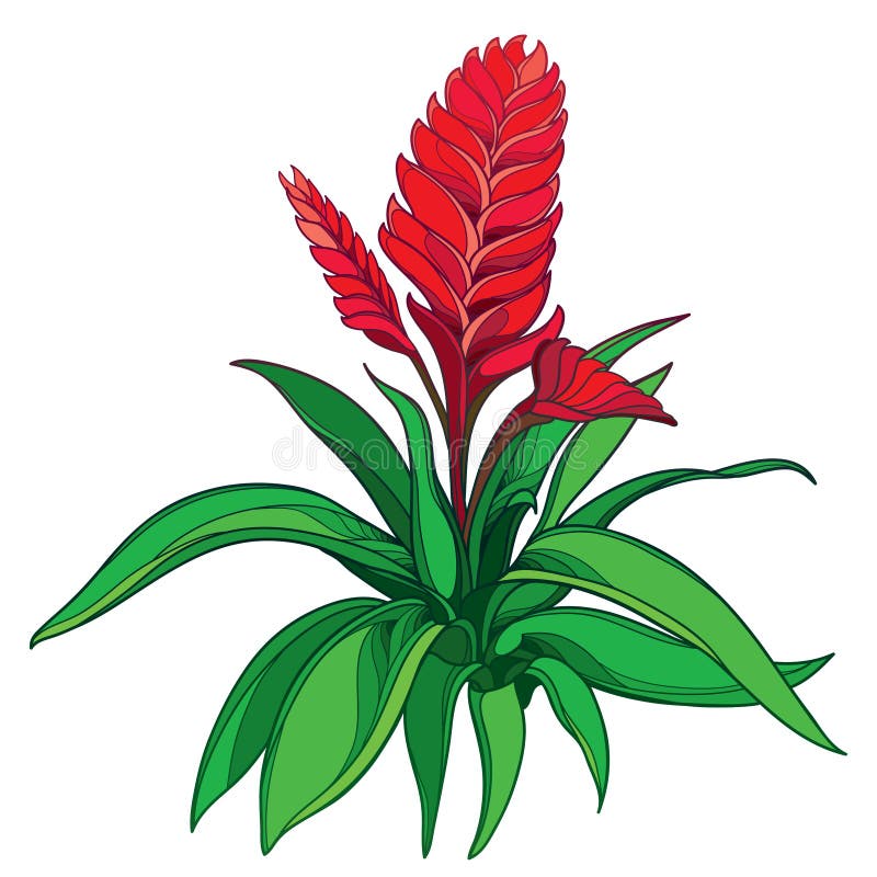 Epiphyte Stock Illustrations – 405 Epiphyte Stock Illustrations ...