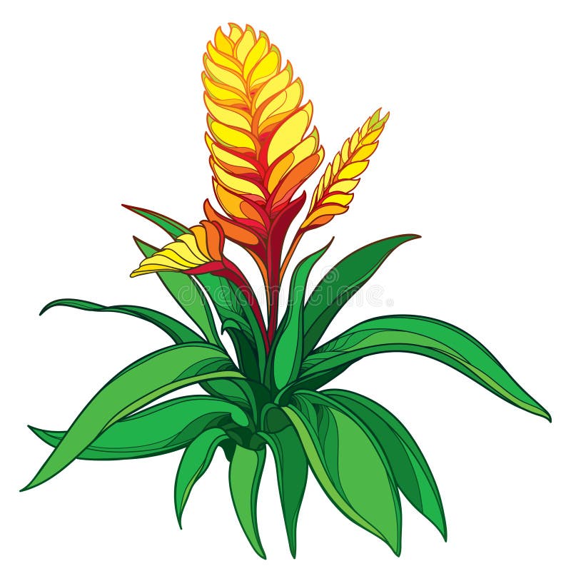 Epiphyte Flowers Stock Illustrations – 115 Epiphyte Flowers Stock ...