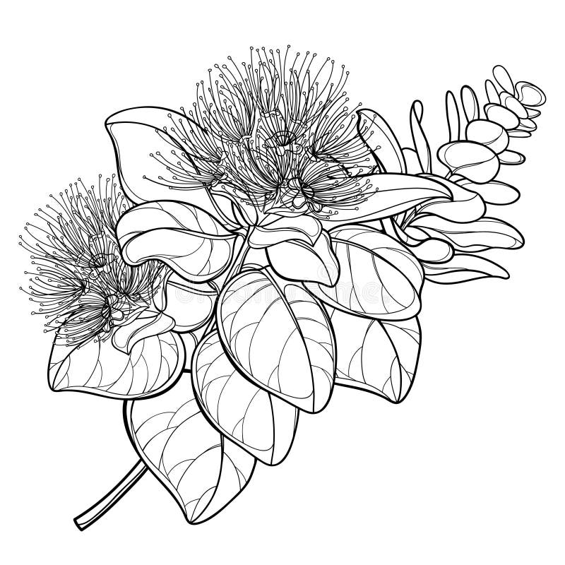 Pohutukawa Flower Sketch. Drawing Illustration. Pohutukawa - New ... Pohutukawa Flower Sketch. Drawing Illustration. Pohutukawa - New ...