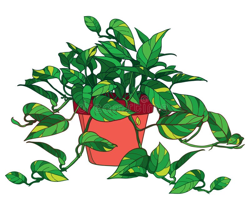 Pothos Illustration Stock Illustrations – 211 Pothos Illustration Stock ...