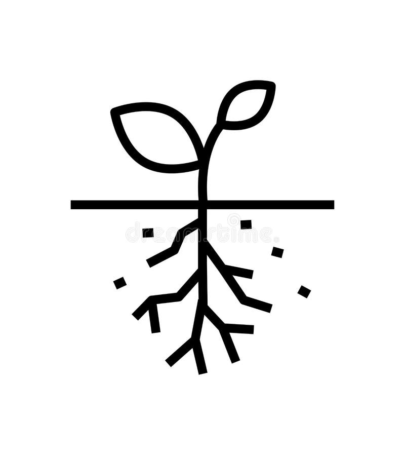 Root Icon , Vector Illustration, Line Color Vector Illustration Stock ...