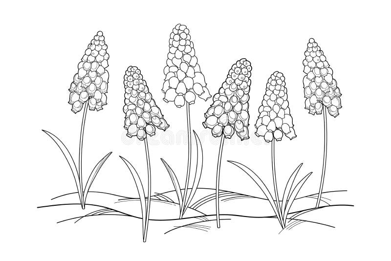 Vector Outline Early Spring Muscari or Grape Hyacinth Flower and Leaves ...