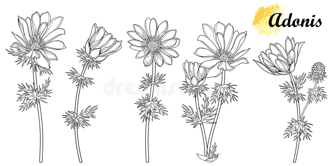 Vernalis Stock Illustrations – 151 Vernalis Stock Illustrations ...