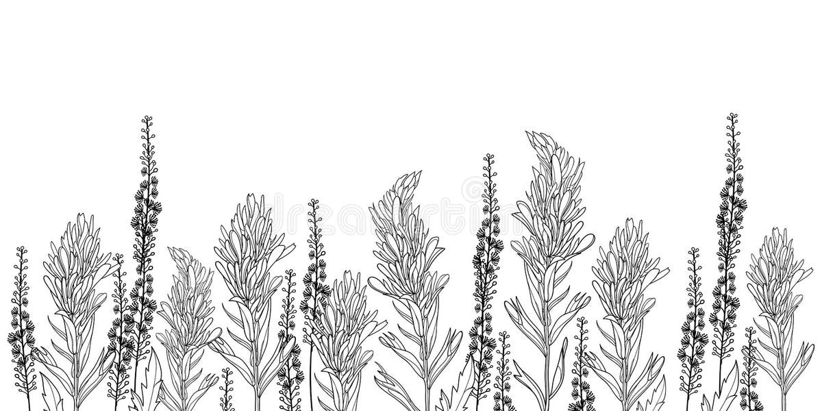 Indian Paintbrush Flower Stock Illustrations – 329 Indian Paintbrush ...